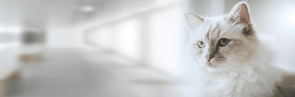 Cat supplies " Everything for your velvet paw