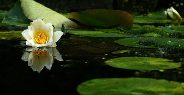 Everything for your pond - pond supplies online
